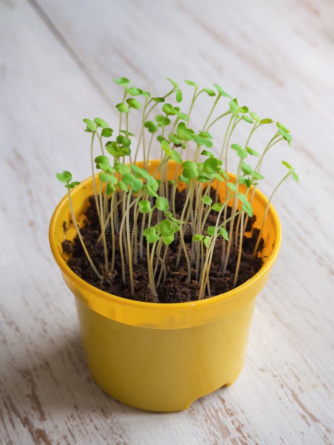 Young Plant Sprouts in a Yellow Pot. Sprouted Seed Stock Image - Image ...
