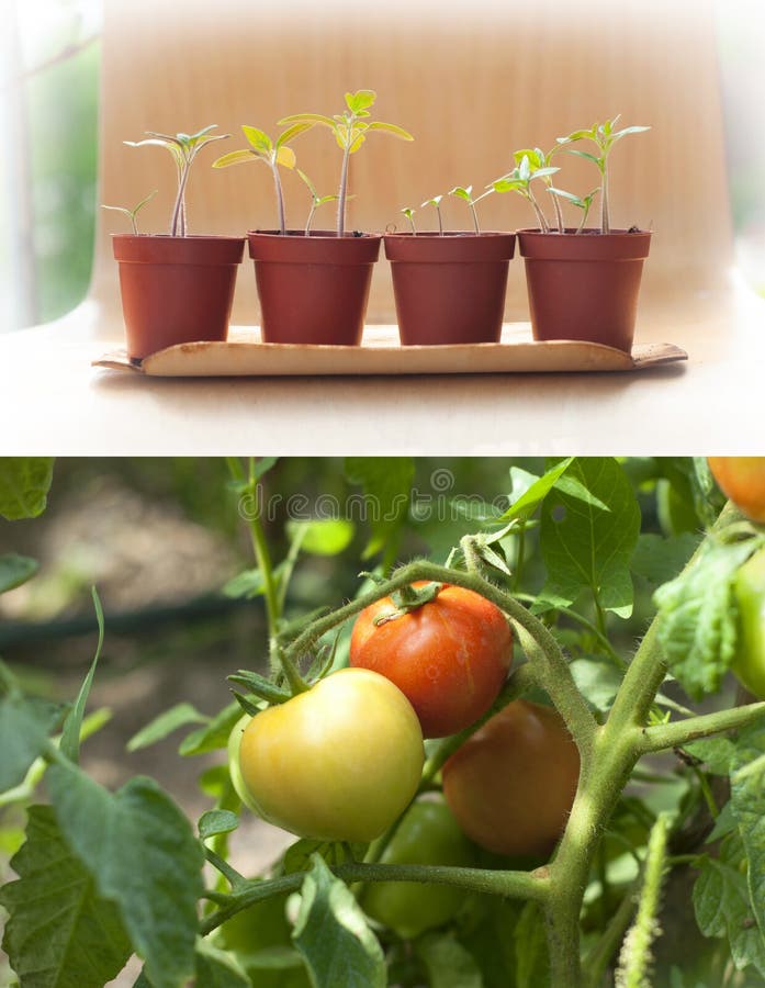 Young Plant of Tomatoes in Pots. Process of Growing Tomatoes Stock ...