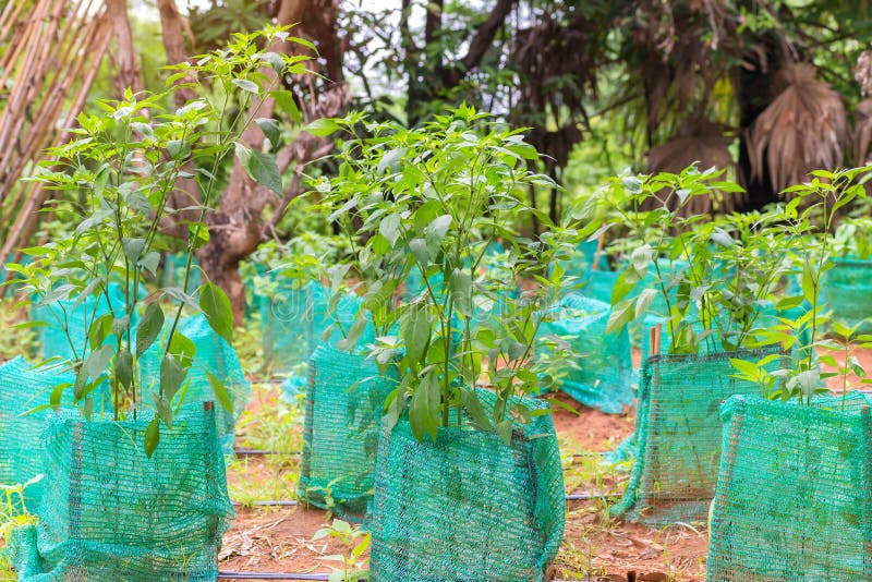 Young Plant a Tree in Agricultural Farm Stock Image - Image of growth ...
