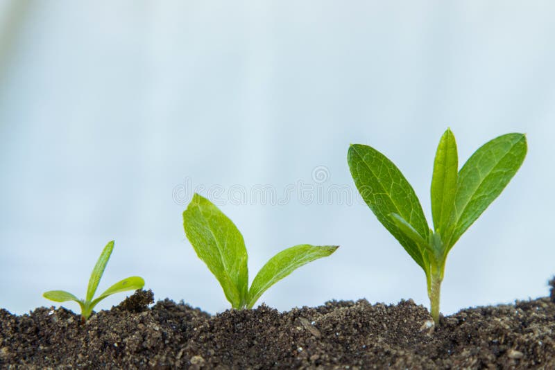Plant or Tree Growth Sequence Stock Photo - Image of forest, life ...