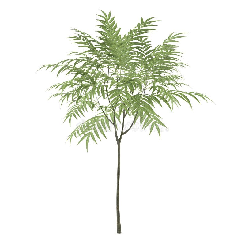 Young tree isolated stock illustration. Illustration of ecological ...