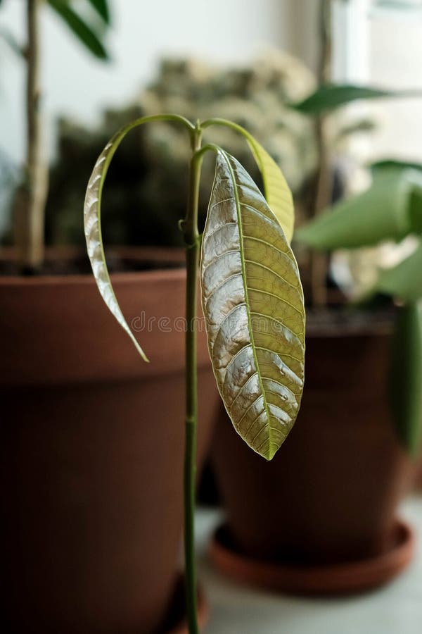 Young Sprout. Sprouted Mango Seed. Plant Grows in a Container Stock ...