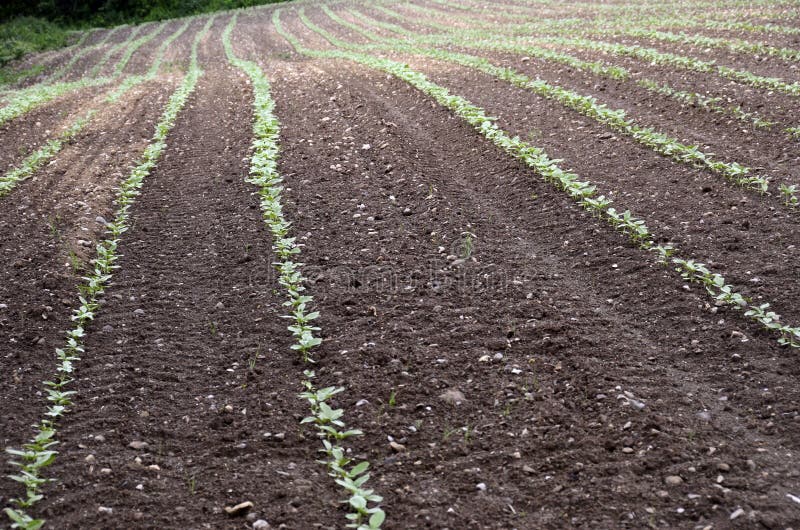 Young Plants Aligned Culture Stock Image - Image of culture, ground ...