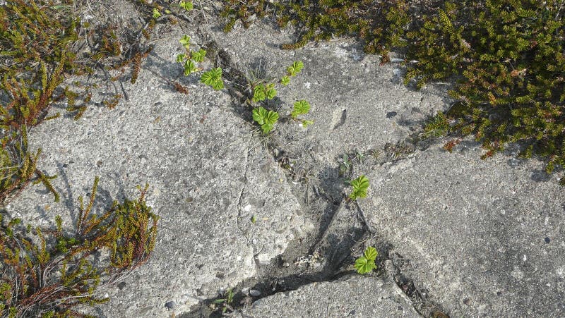 Young Plants Break through Concrete Stock Photo - Image of dunes, dune ...