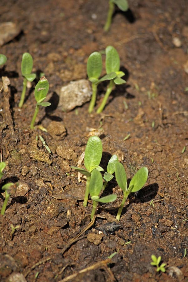 Young Plants of Fenugreek stock image. Image of spice - 31378631