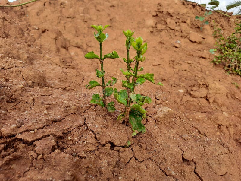 Young Plants Group Growing in a Red or Brown Color Sand in the Empty ...