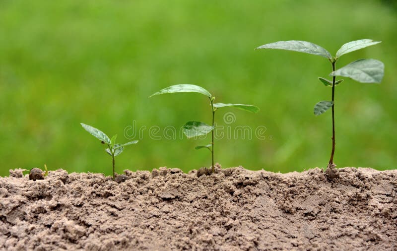 Agriculture Environment on Nature Growing Step Concept Stock Image ...
