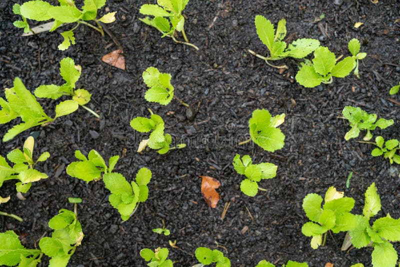 Young Plants Growing Up, Green Leaves, Farming Stock Image - Image of ...