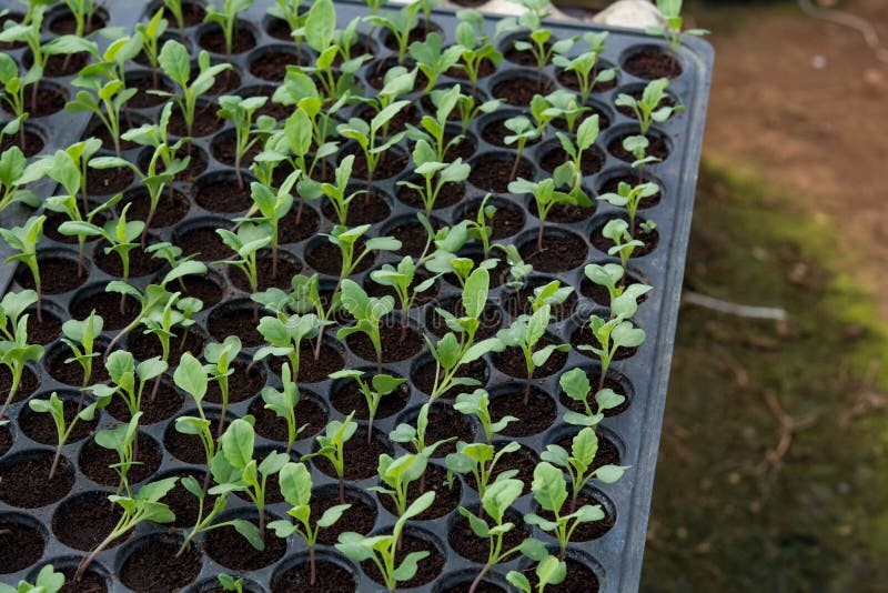 Young Plants in Nursery Plastic Tray, Nursery Vegetable Farm Stock ...