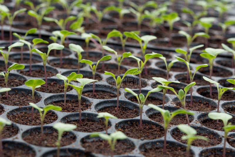 Young Plants in Nursery Plastic Tray, Nursery Vegetable Farm Stock ...