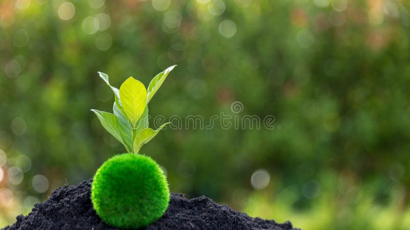 Young Plants or Tree Growing from Soil. Plants are Growth in Natural ...