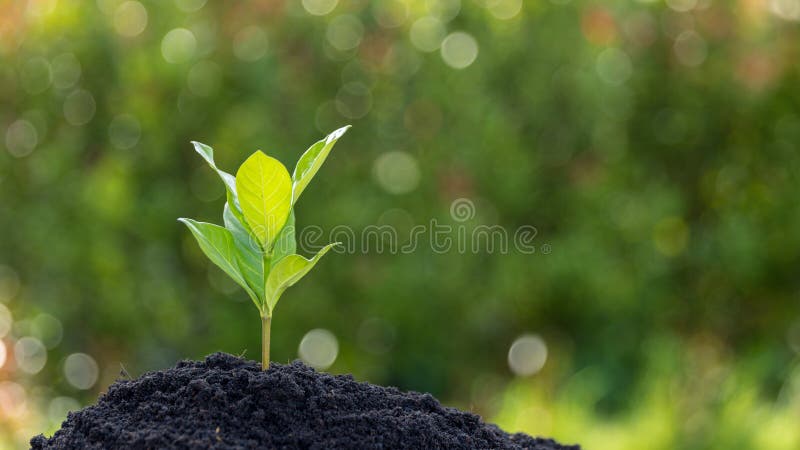 Young Plants or Tree Growing from Soil. Plants are Growth in Natural ...