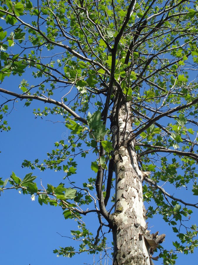 Young Platanus Tree in Spring Stock Image - Image of leaf, forest: 31922215