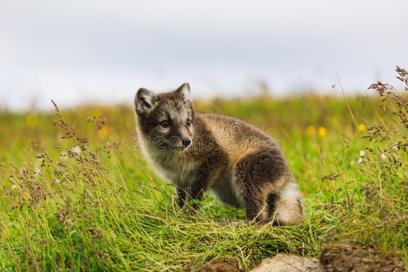 Young Playful Arctic Fox Cub in Iceland Stock Photo - Image of summer ...