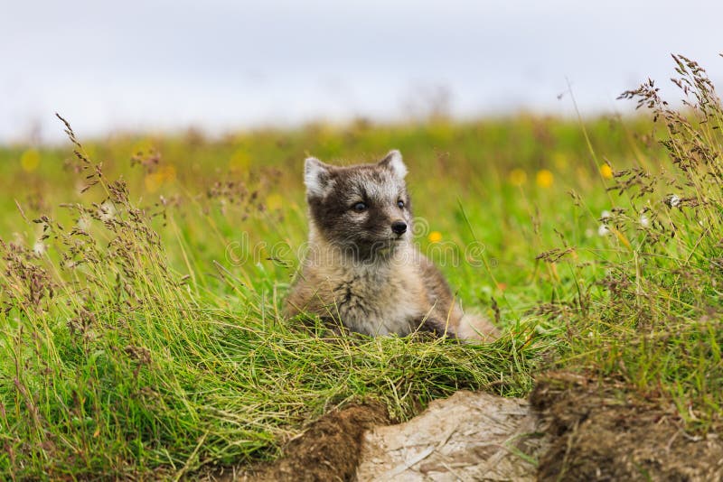 Young Playful Arctic Fox Cub in Iceland Stock Photo - Image of meadow ...