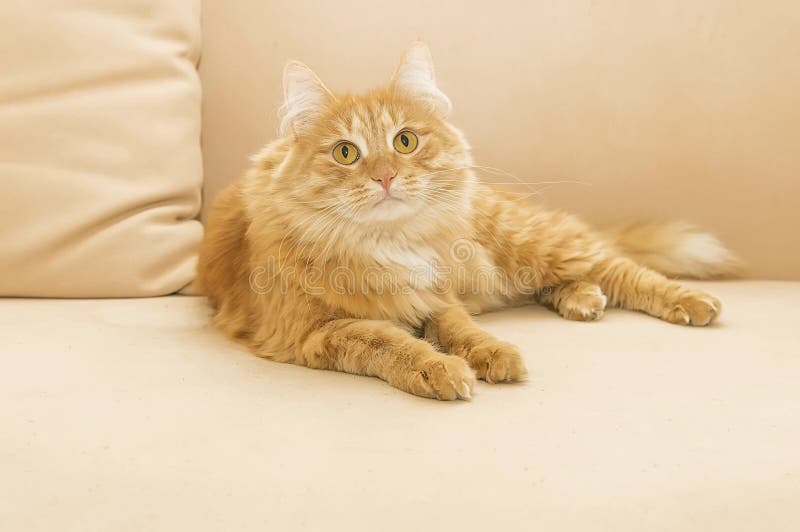 Young Playful Fluffy Ginger Cat Stock Image - Image of white, ginger ...