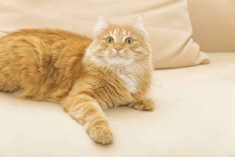 Young Playful Fluffy Ginger Cat Stock Photo - Image of fluffy, orange ...