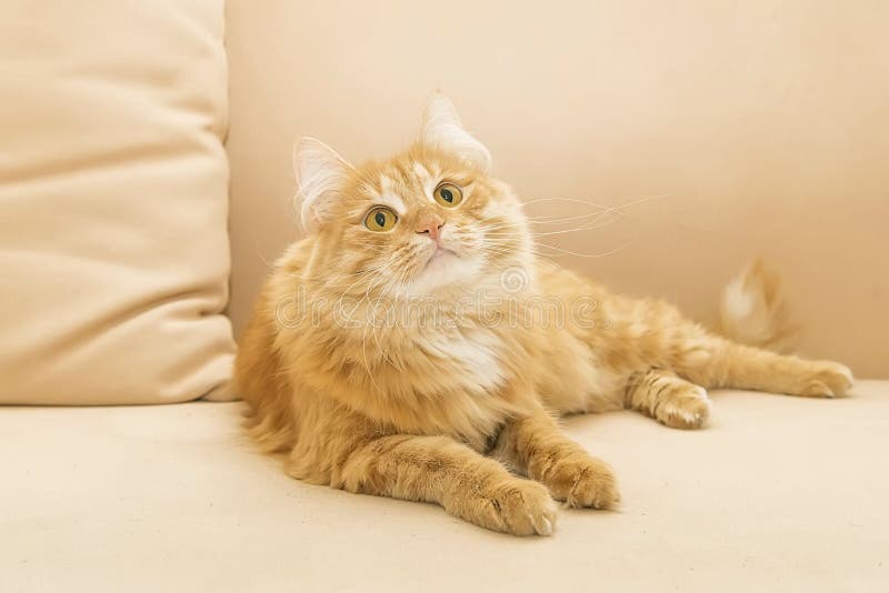 Young Playful Fluffy Ginger Cat Stock Photo - Image of couch, young ...