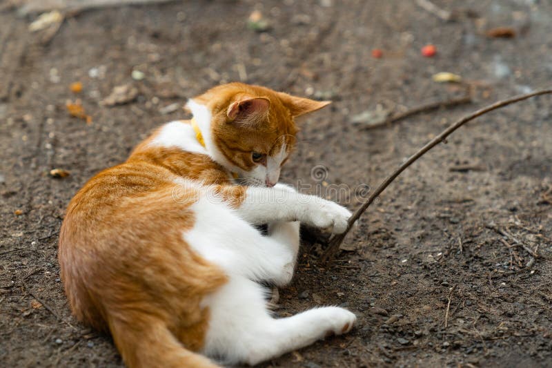 Young Playful Ginger Cat is Playing with Stick Stock Photo - Image of ...