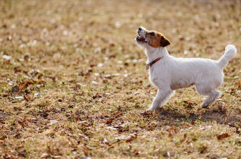 Young Playful Terrier Puppy Playing on Spring Lawn Stock Photo - Image ...