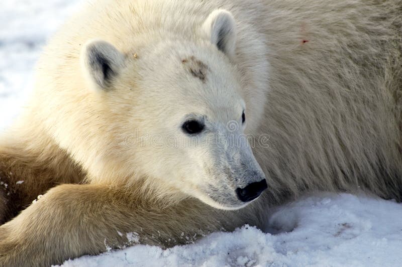 Two Young Polar Bears Playing Stock Photo - Image of bear, happy: 21114662