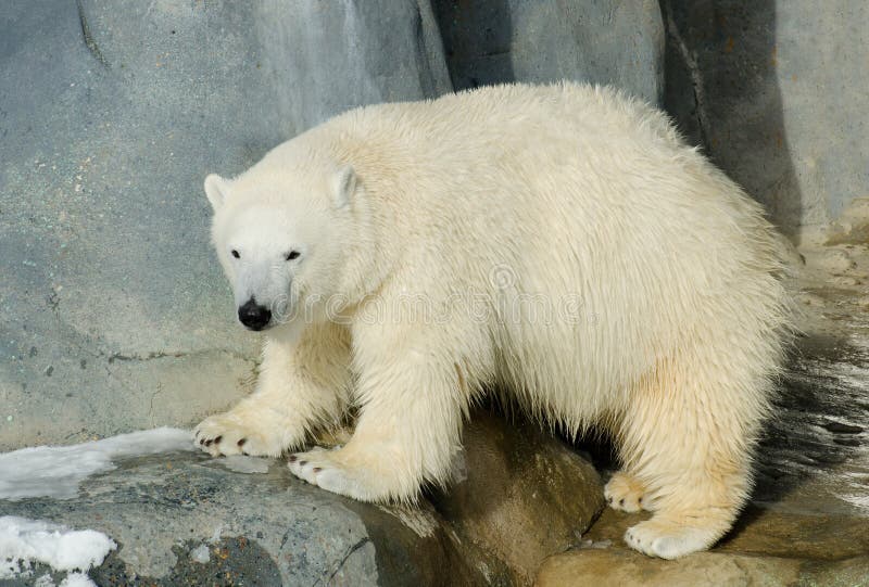 Two Young Polar Bears Playing Stock Photo - Image of bear, happy: 21114662