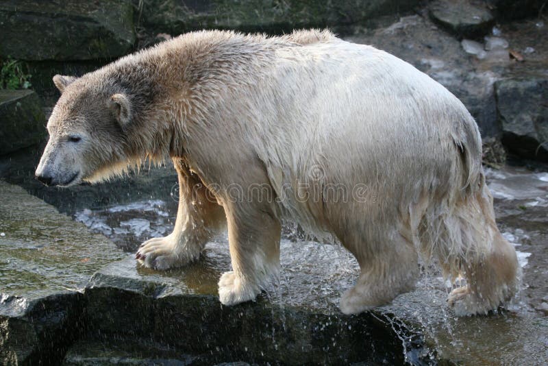 Two Young Polar Bears Playing Stock Photo - Image of bear, happy: 21114662