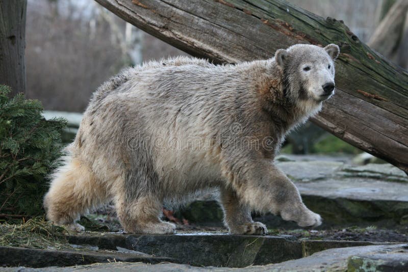Two Young Polar Bears Playing Stock Photo - Image of bear, happy: 21114662