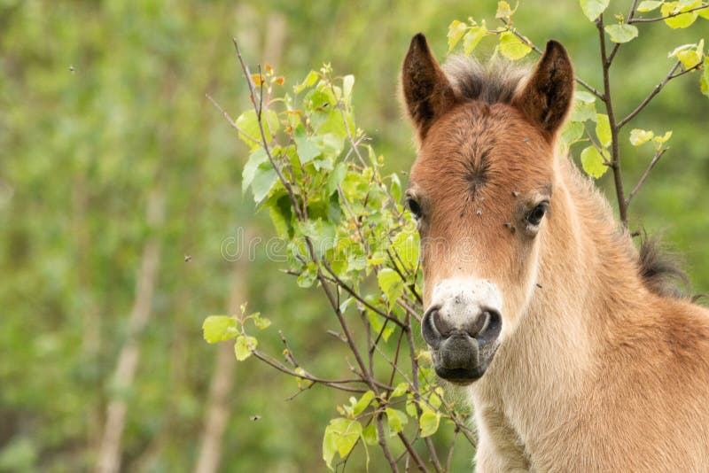 Young Exmoor Foal Horse in the Dutch Nature Reserve De Maashorst in ...
