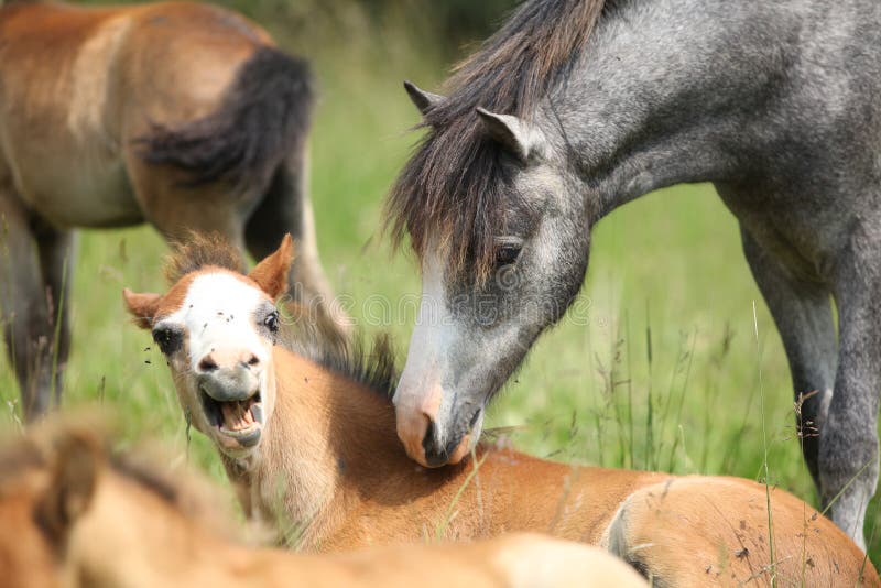Young Pony Meeting Scared Foal Stock Photo - Image of chestnut ...