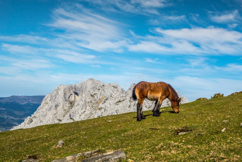 Young Pony Pasturing in the Mountains Stock Photo - Image of basque ...