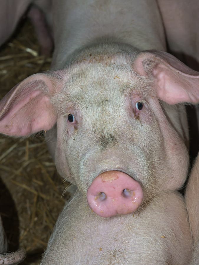A young porker stock image. Image of piglets, flock, farm - 78882313