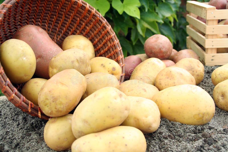 Young potato stock photo. Image of agriculture, white - 3087574