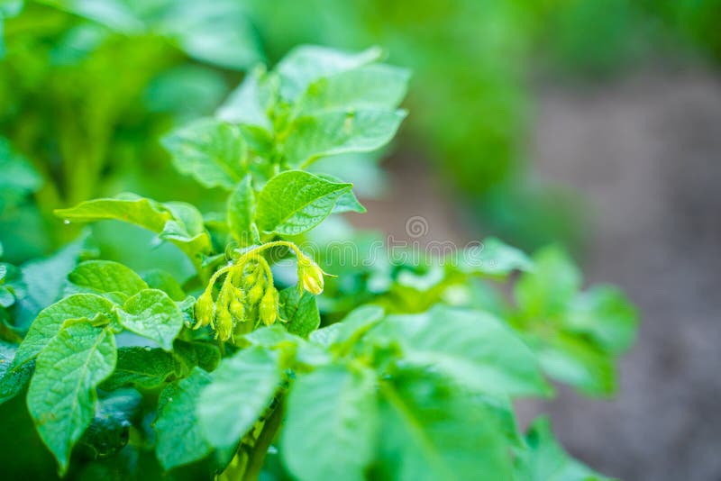 Young Potato Buds before Flowering Close Up Stock Photo - Image of ...