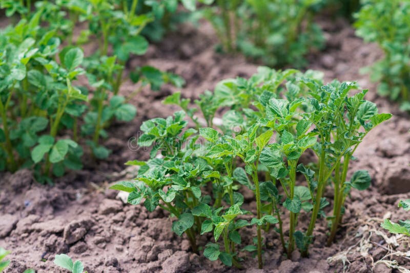 Young Potato Bush on the Ground Stock Photo - Image of foliage, green ...