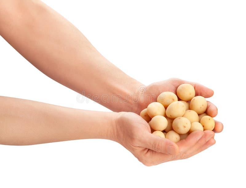 Young potato in hand stock photo. Image of heap, closeup - 349182156