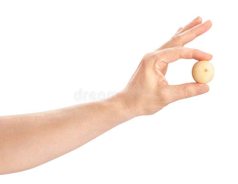 Young potato in hand stock image. Image of side, young - 349182181