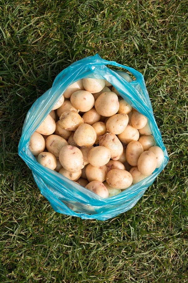 Young Potato in a Package on the Lawn Stock Photo - Image of grocery ...