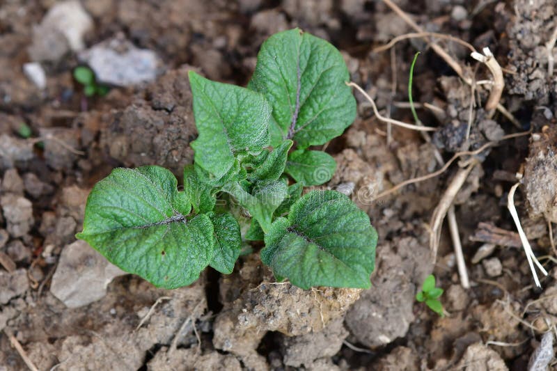 Young Potato Plant, Cultivation in a Garden Stock Photo - Image of ...