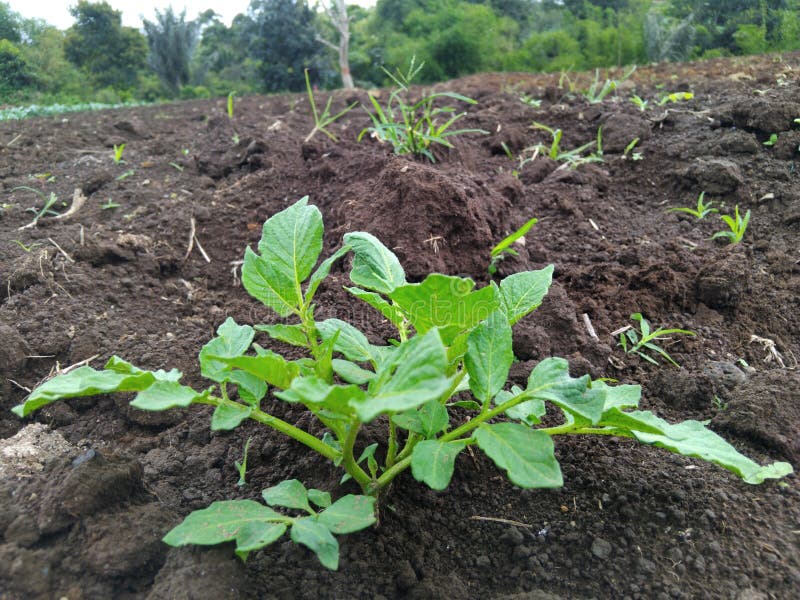 Young Potato Plant Growing in Fertile Soil Stock Image - Image of ...
