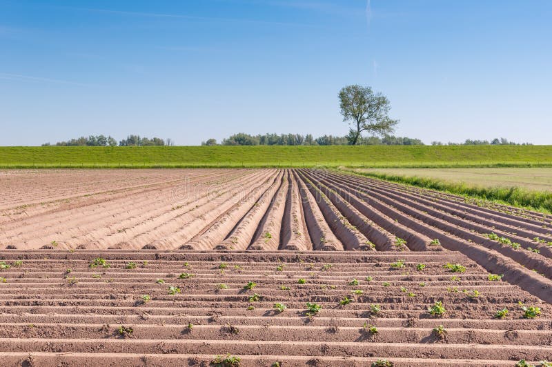 Young Potato Plants and a Dutch Stock Photo - Image of dutch, freshness ...