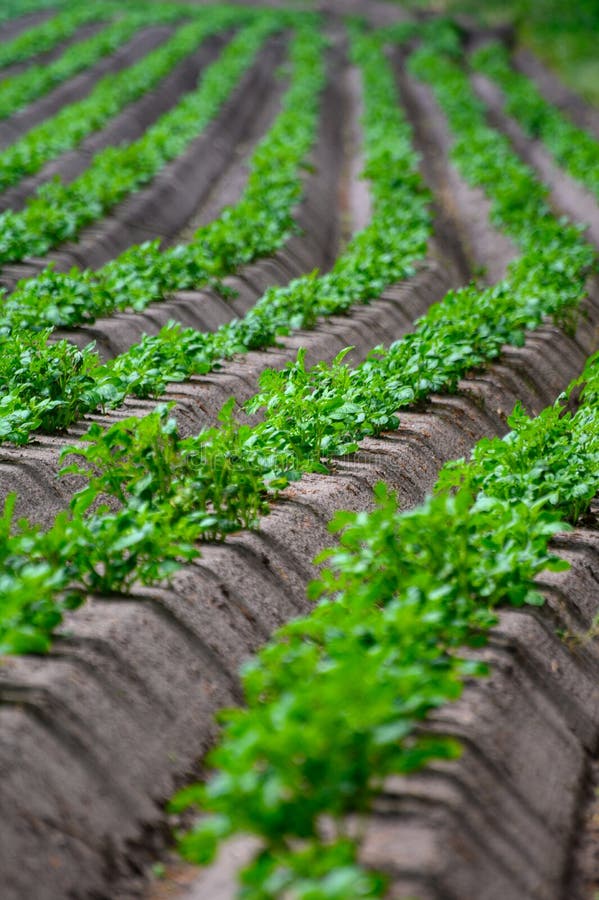 Young Potato Plants Growing on Farm Field in Springtime Stock Photo ...