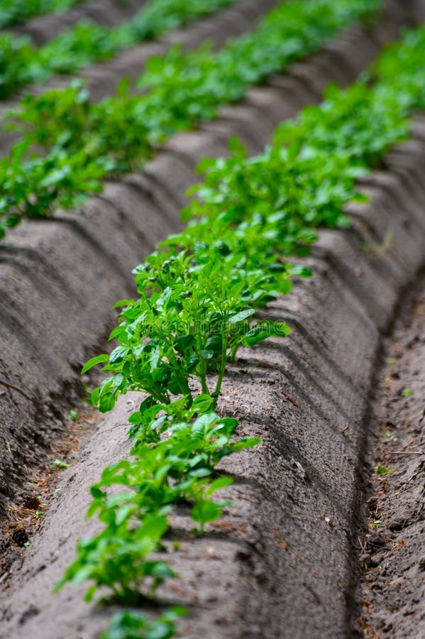 Young Potato Plants Growing on Farm Field in Springtime Stock Photo ...