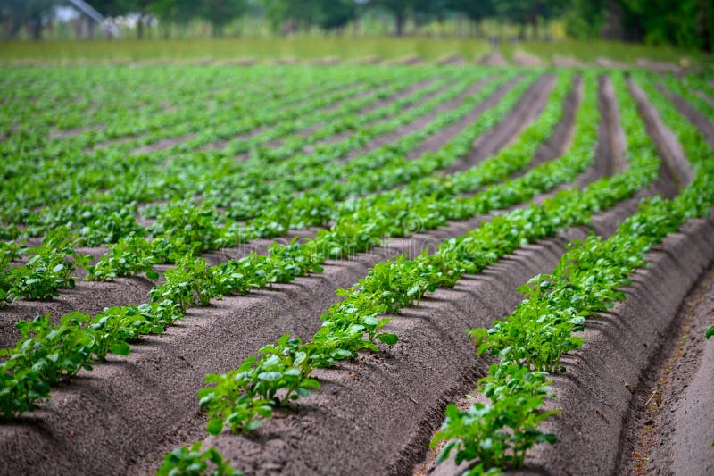 Young Potato Plants Growing on Farm Field in Springtime Stock Image ...