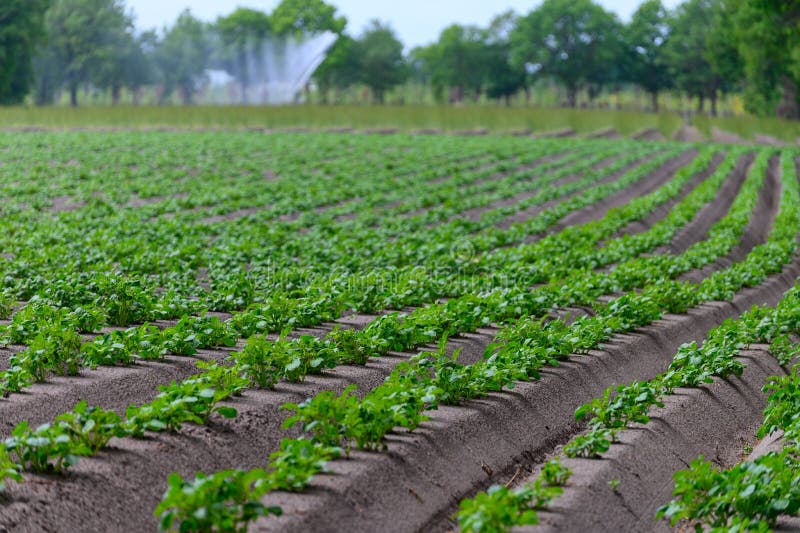 Young Potato Plants Growing on Farm Field in Springtime Stock Image ...