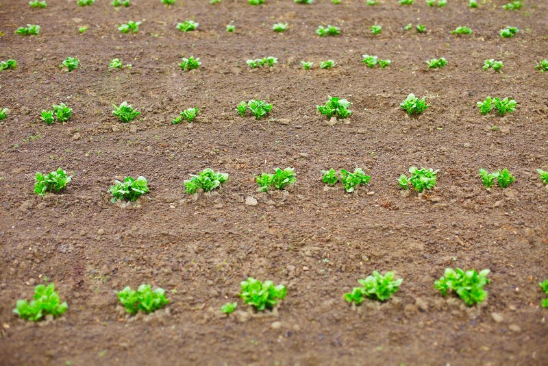 Young Potato Shoots in on Spring Tillage Stock Photo - Image of leaf ...