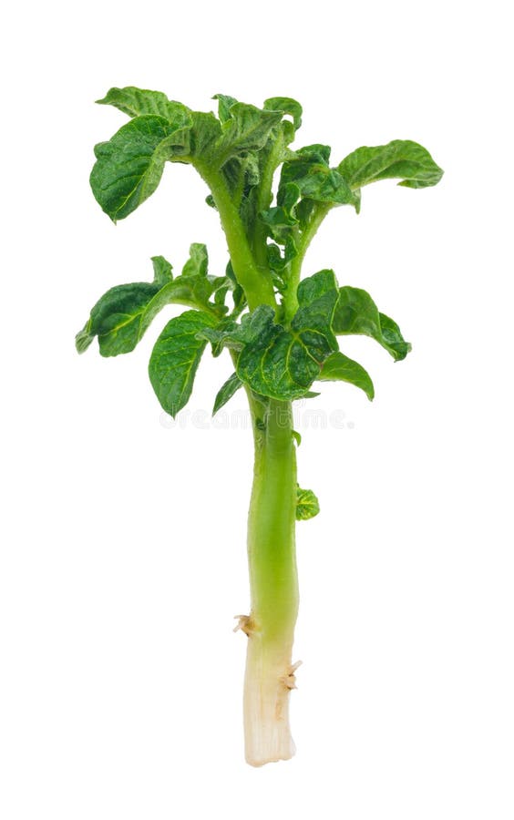 Young potato sprout stock image. Image of white, sprout - 59486891
