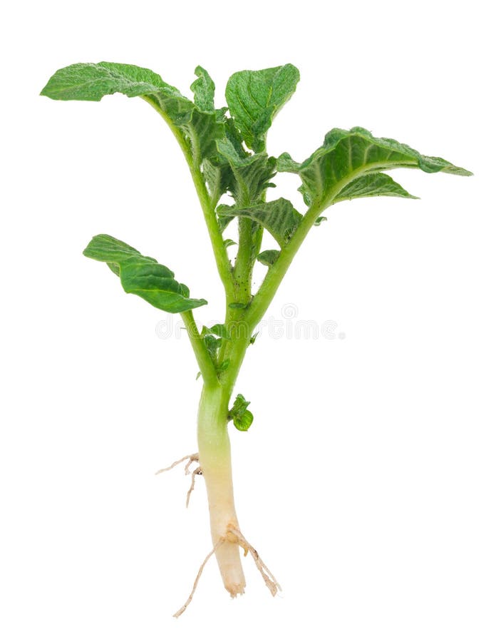 Young potato sprout stock image. Image of small, potato - 61626937