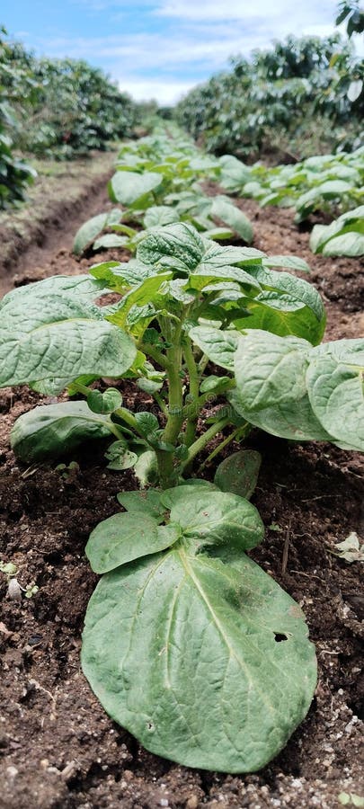 Young potato trees stock photo. Image of potato, tree - 331778916
