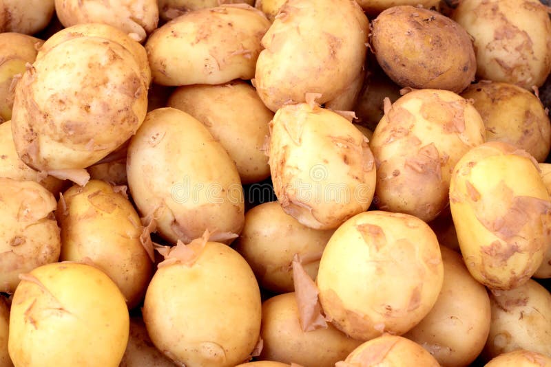 Young potatoes. stock image. Image of potatoes, horizontally - 31103149